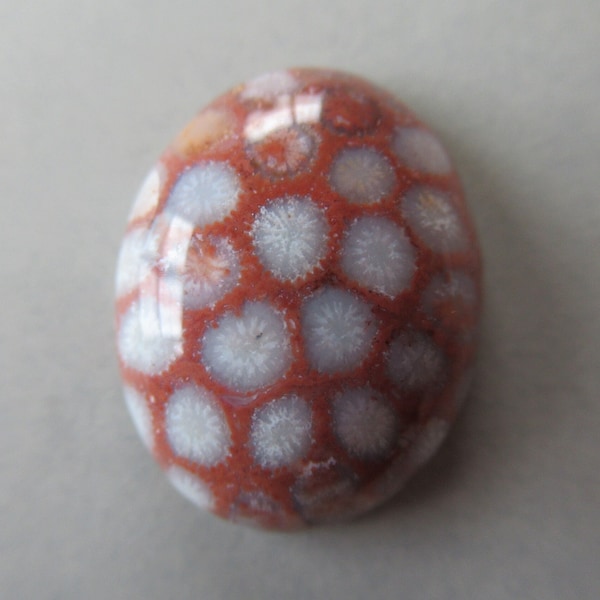 Fossil Coral - Etsy