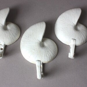 1 Rustic Shell Wall Hook Cream, Snail Towel Hook Coastal Chic ...