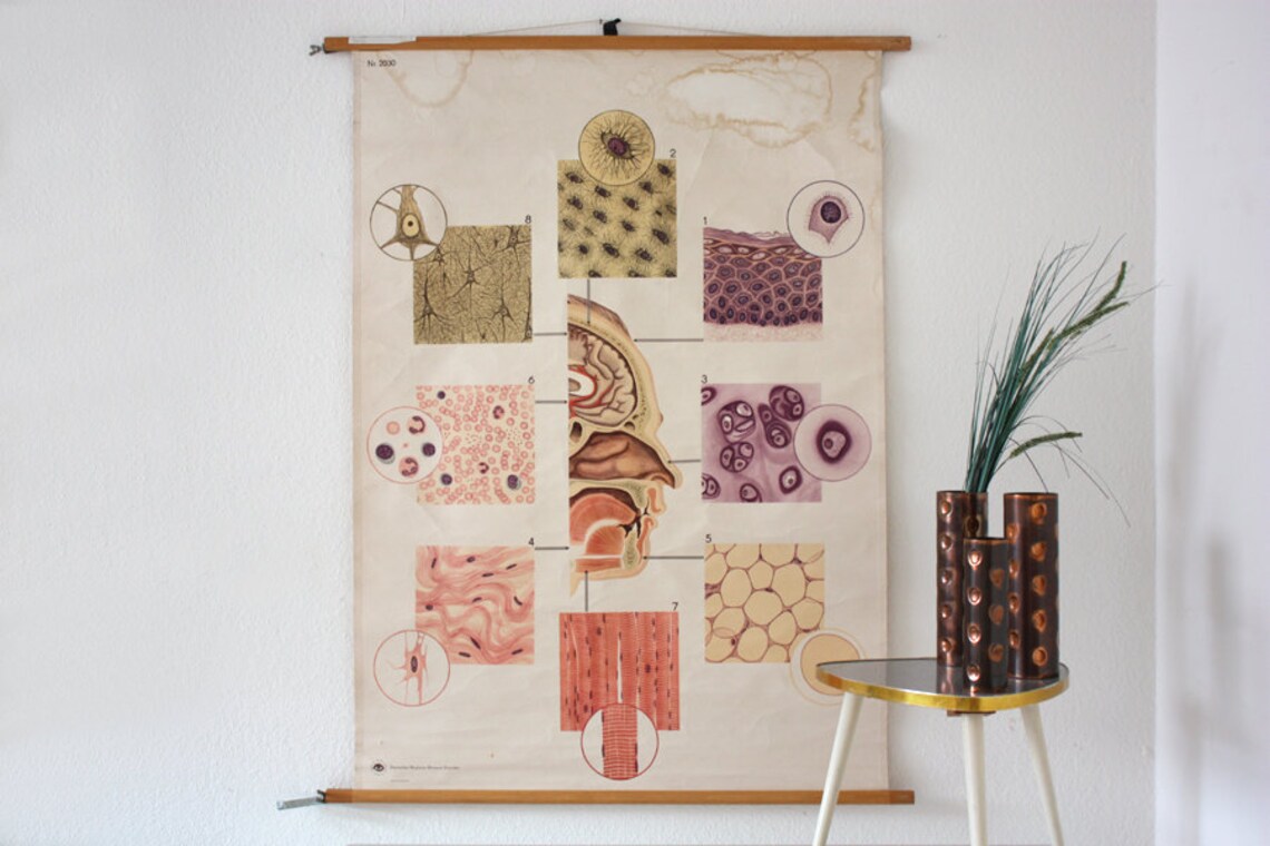 Original School Chart / Poster / Wall Map Pull Down / Vintage - Etsy