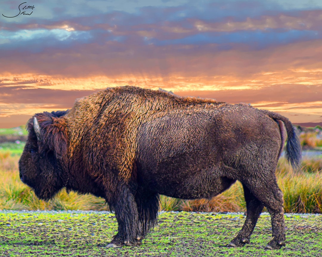 Bison Field Buffalo Photography Print 8x10 Taken in Washington State ...
