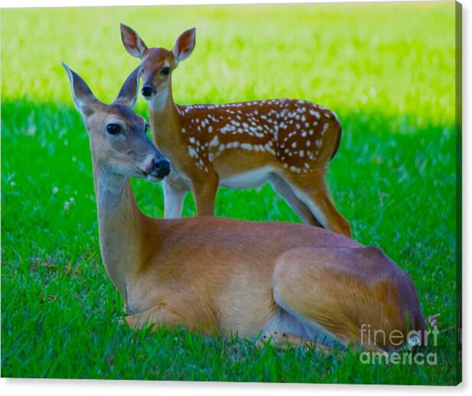 Mama Deer and Baby Doe Part (part 2), 8x10 Photography Print, Unframed ...