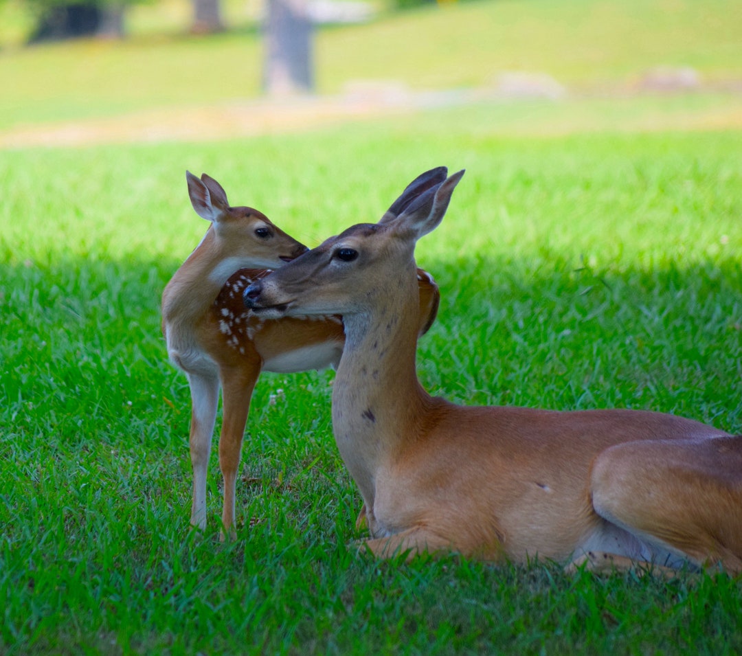 Mama Deer and Baby Doe, Relaxing in a Green Field at Berry College in ...