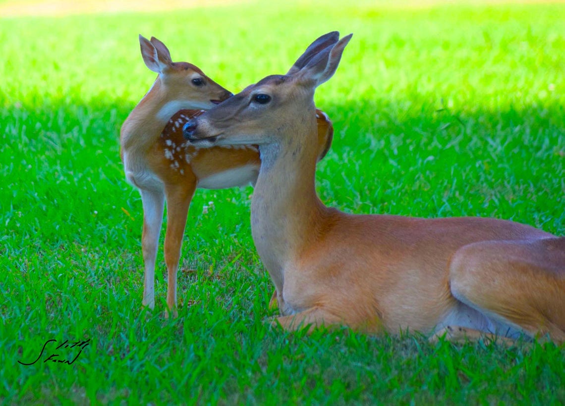 Mama Deer and Baby Doe, Relaxing in a Green Field at Berry College in ...