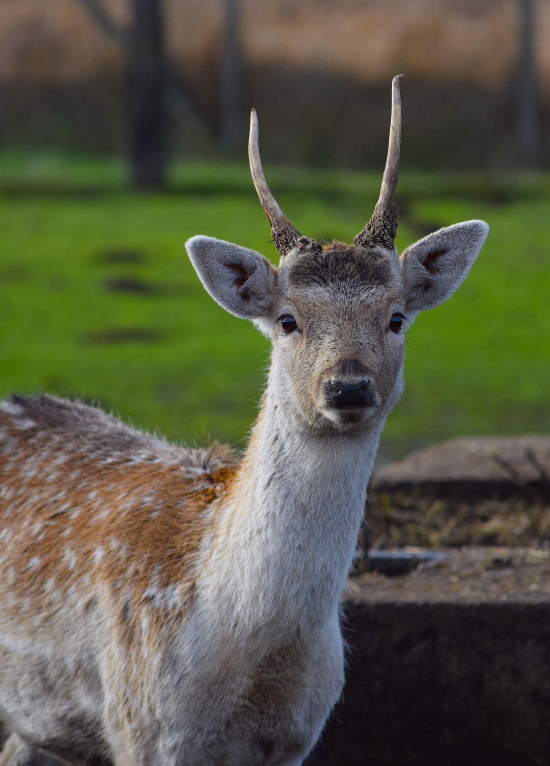 Deer Portrait, Young Deer Photography, 8x10 Print, Wildlife Photography ...