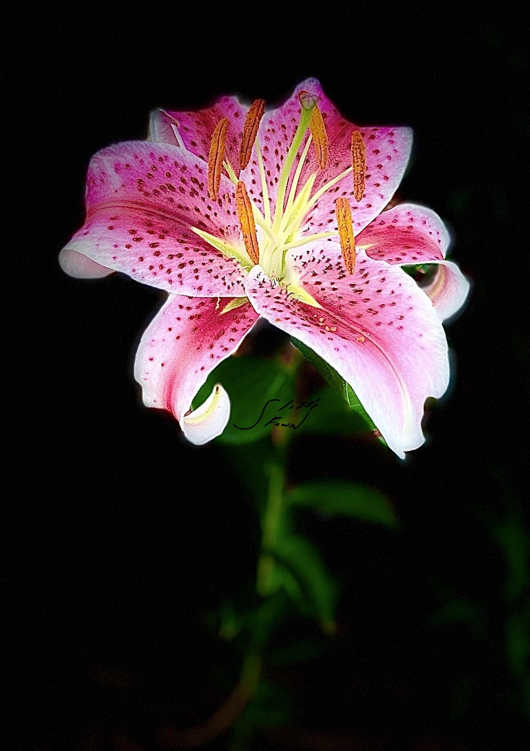 Rubrum Pink Lily, Fine Art Photography Print, 8x10 Also Available on ...