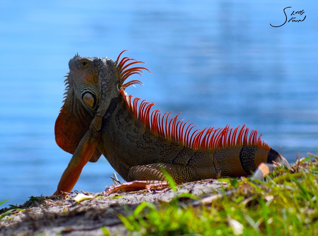Big Red the Iguana in Boca, Fine Art Photography Print 8x10, Lizard ...