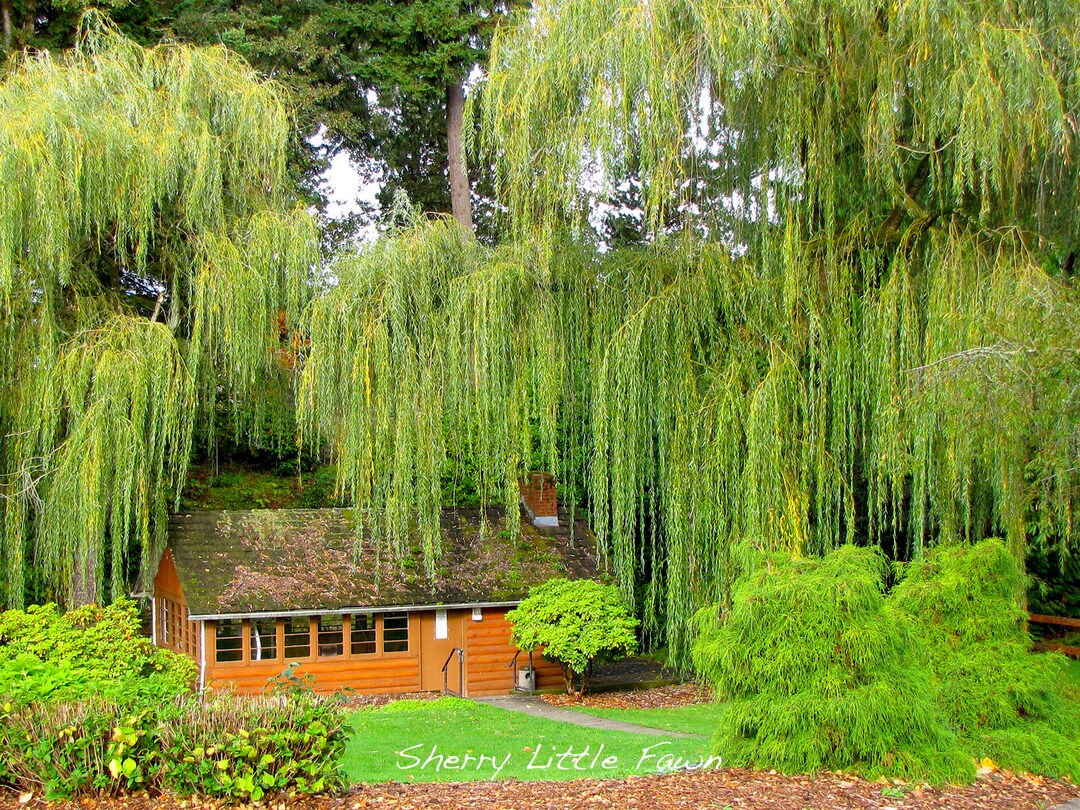 Weeping Willow Cottage in Oregon, 8 X 10 Fine Art Photography Print on ...