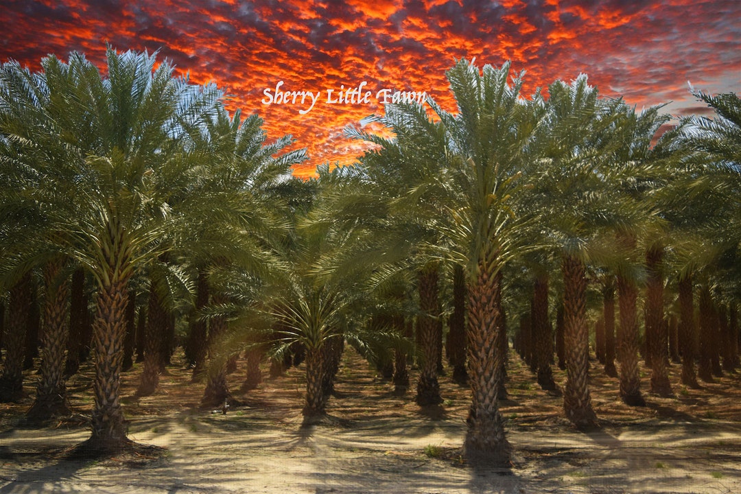 Date Palm Tree Garden 8 X 10 Fine Art Photography on Glossy Paper ...