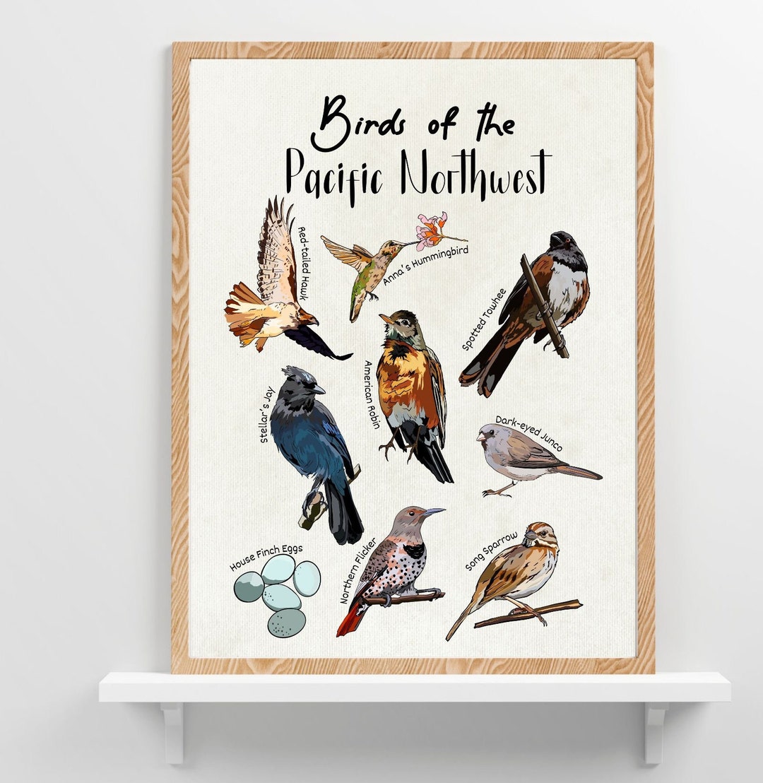 Pacific Northwest Birds Poster Multiple Sizes, High-quality Archival ...