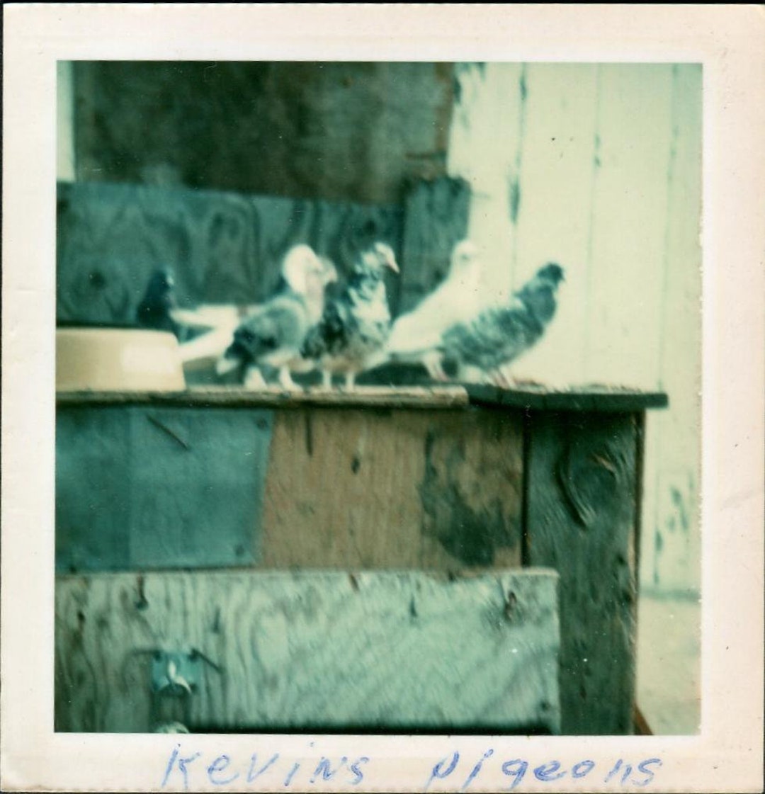 Vintage Photo Kevin's Pigeons 1970's, Original Found Photo, Vernacular ...