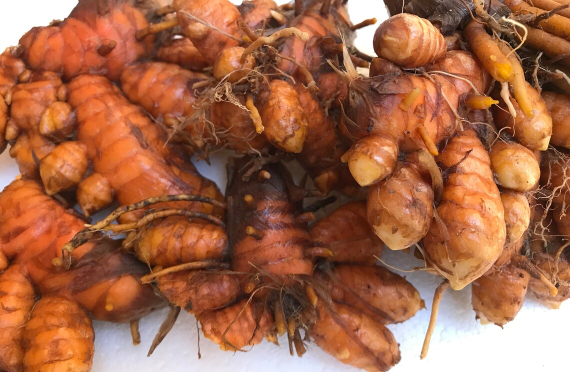 1/2 Lb Live, Fresh Yellow TURMERIC Roots, Grown in My Garden (georgia ...