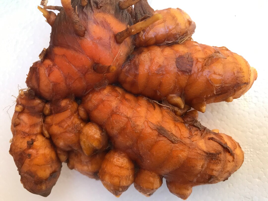 1/2 Lb Live, Fresh Yellow TURMERIC Roots, Grown in My Garden (georgia ...