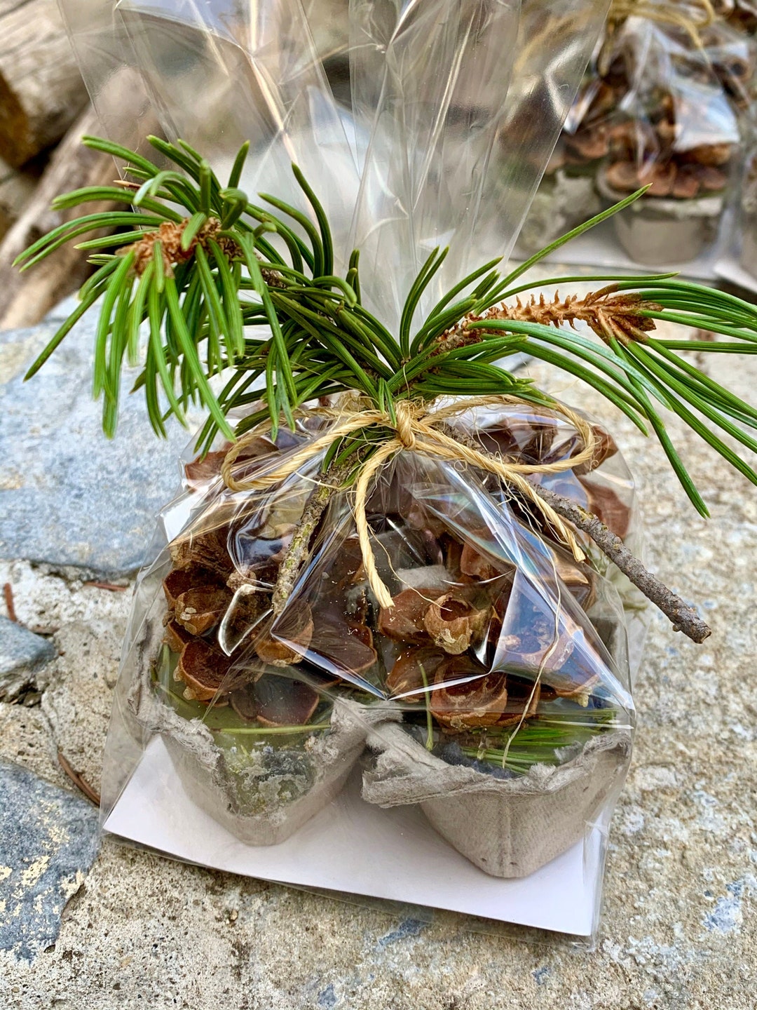 Pinyon Pine Fire Starter (4 Pack) - Etsy