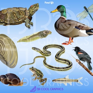 Pond Life Animals Clip Art SVG Clipart Fish Clipart Birds - Etsy