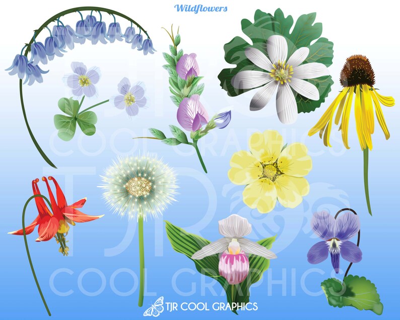 Wildflowers Clipart Flowers Clipart SVG Clipart PNG - Etsy