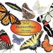 Butterflies and Moths Clip Art, Animal Clip Art, SVG Clipart - Etsy
