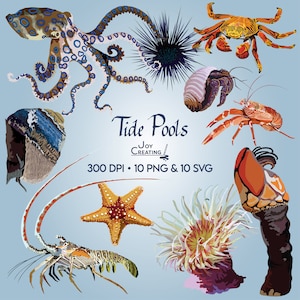 Ocean Animals Clip Art, Octopus Clipart, SVG Clipart, PNG, Printable ...