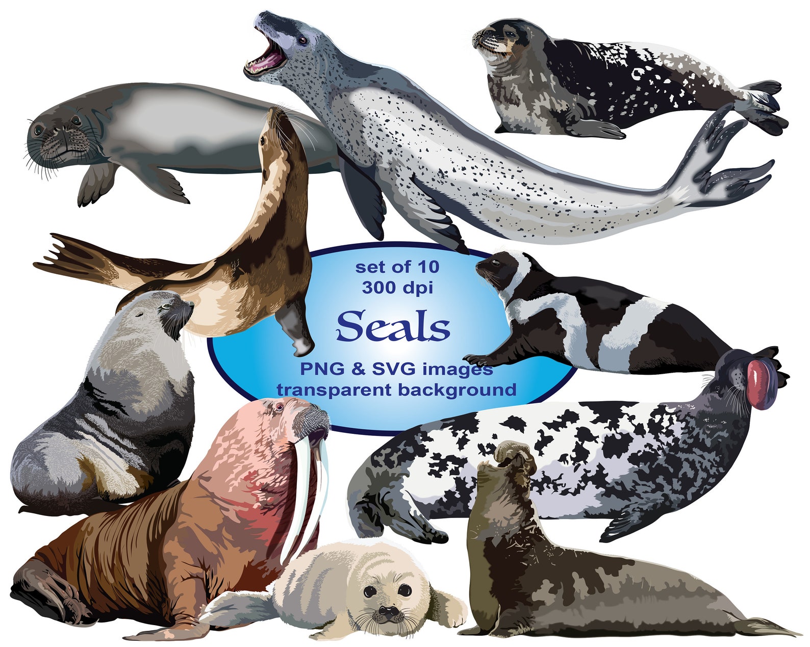 Seals Clip Art Animals Clipart Ocean Clipart SVG Clipart - Etsy Canada