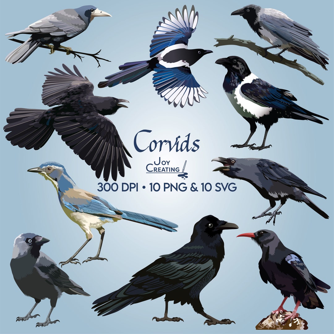 Birds Clipart - Corvids Ravens SVG Crows PNG - Etsy