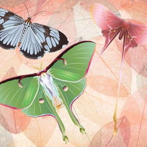 Moth Clip Art, Butterfly Clipart, SVG Clip Art, PNG, Animals Clipart ...