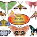 Butterflies and Moths Clip Art, Animal Clip Art, SVG Clipart - Etsy