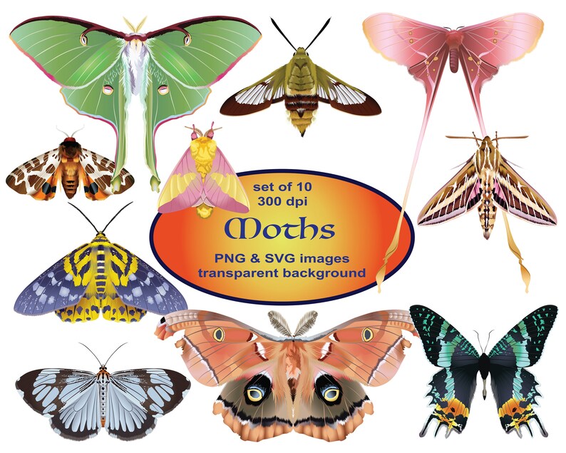 Butterflies and Moths Clip Art Animal Clip Art SVG Clipart - Etsy