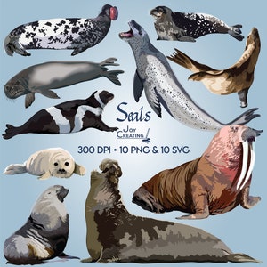 Seals Clip Art, Animals Clipart, Ocean Clipart, SVG Clipart, PNG ...