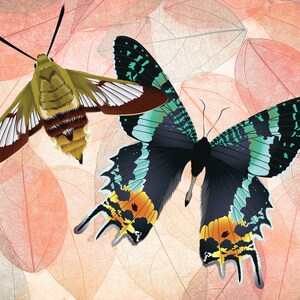 Moth Clip Art, Butterfly Clipart, SVG Clip Art, PNG, Animals Clipart ...