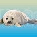 Seals Clip Art, Animals Clipart, Ocean Clipart, SVG Clipart, PNG ...