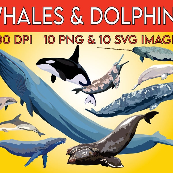 Grey Whale Clip Art - Etsy