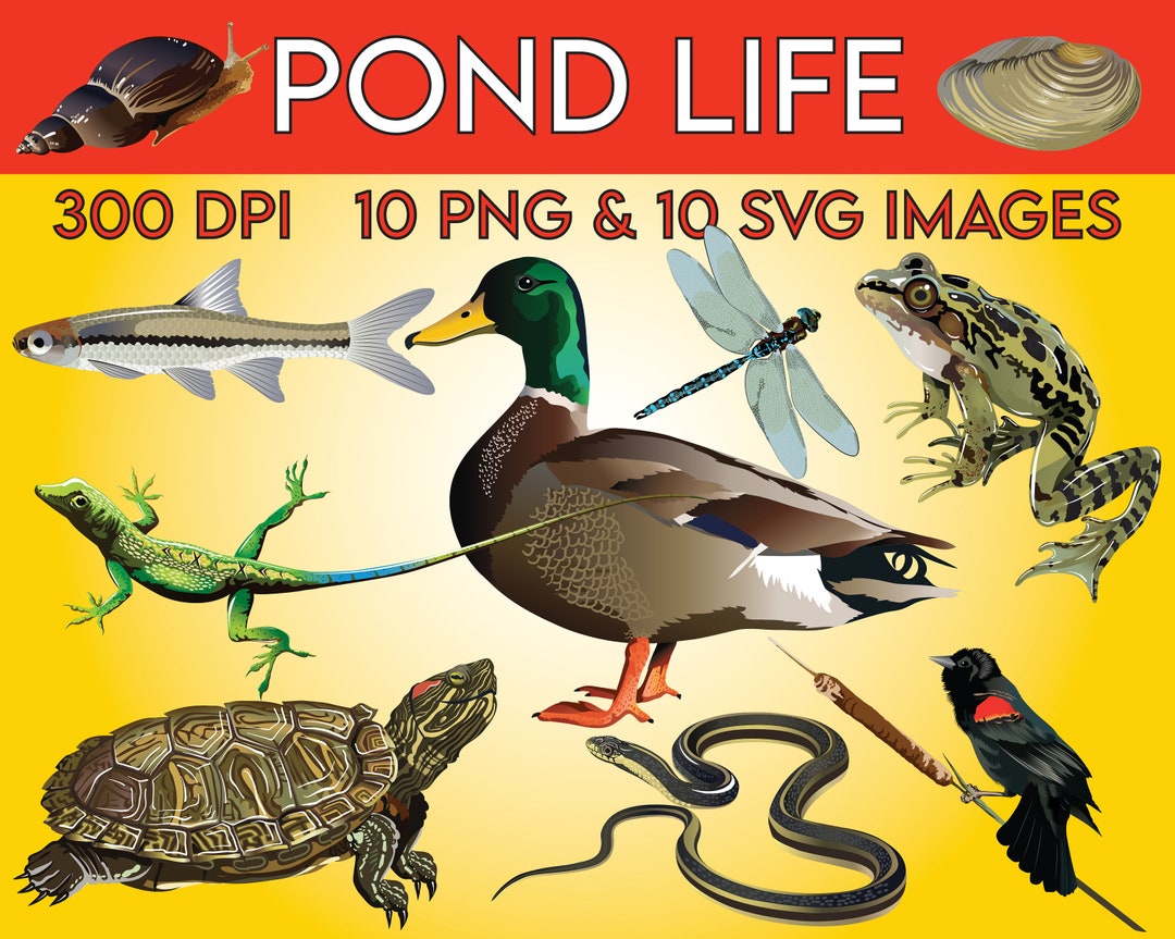 Pond Life Animals Clip Art, SVG Clipart - Etsy