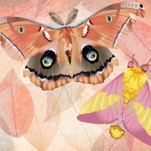 Moth Clip Art, Butterfly Clipart, SVG Clip Art, PNG, Animals Clipart ...