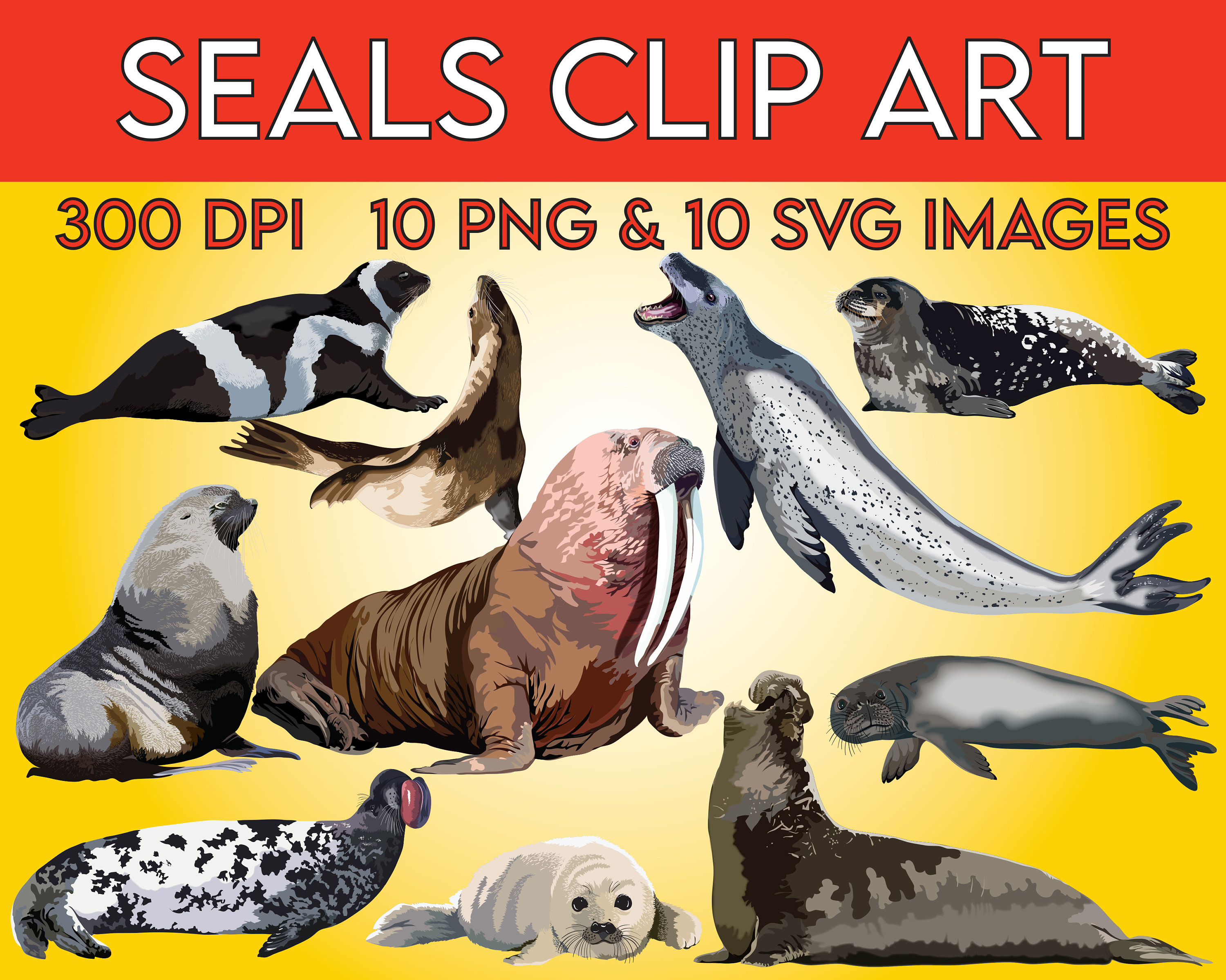 Harp Seal Clipart