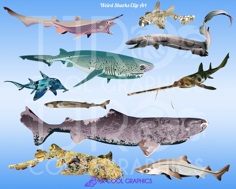 Sharks Clip Art Ocean Clip Art Fish Clipart Animals | Etsy