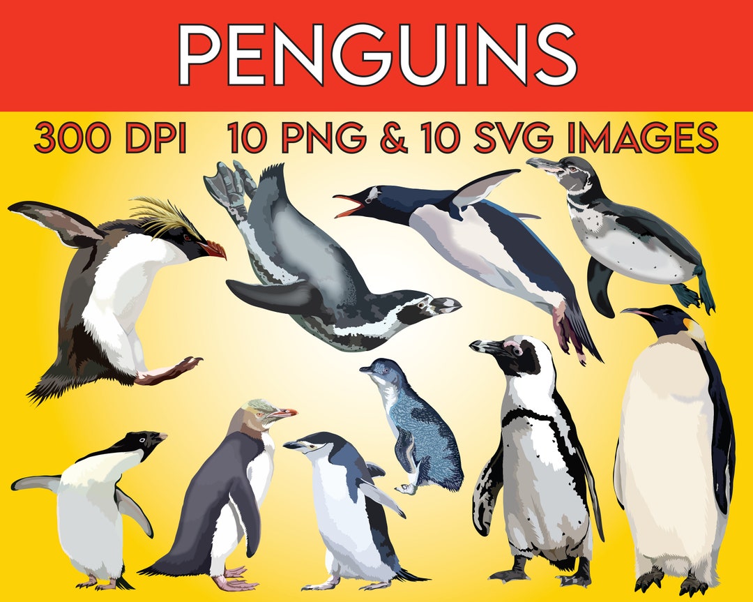 Penguins Clip Art Birds Clip Art Animals Clipart SVG - Etsy Australia