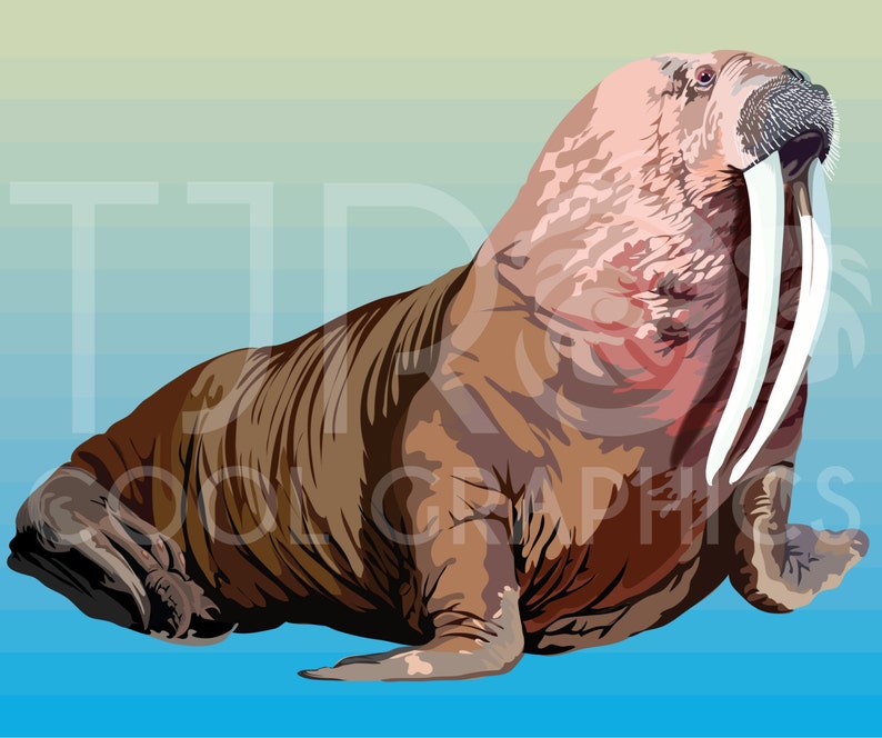 Seals Clip Art Animals Clipart Ocean Clipart SVG Clipart - Etsy Canada