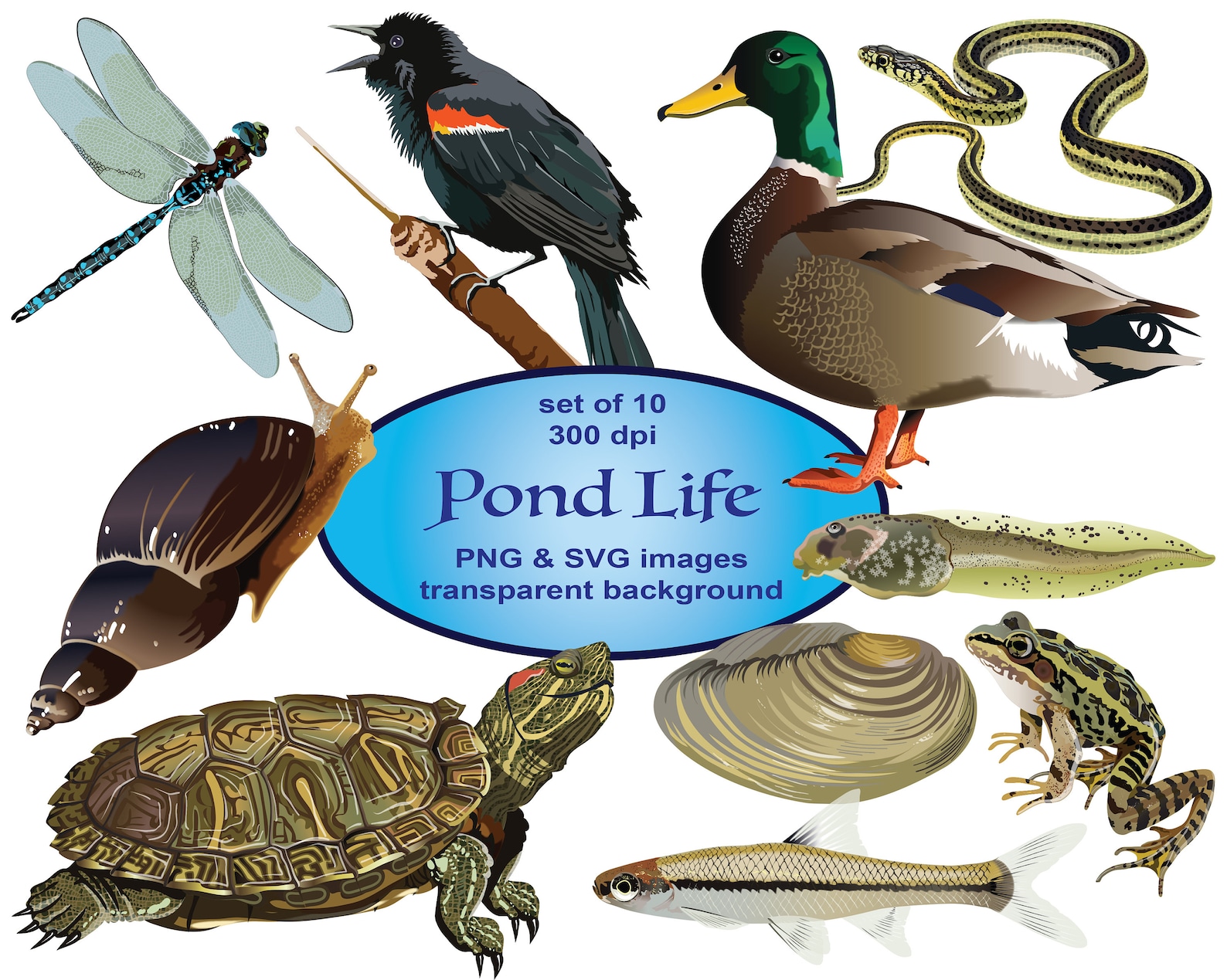 Pond Life Animals Clip Art SVG Clipart Fish Clipart Birds - Etsy