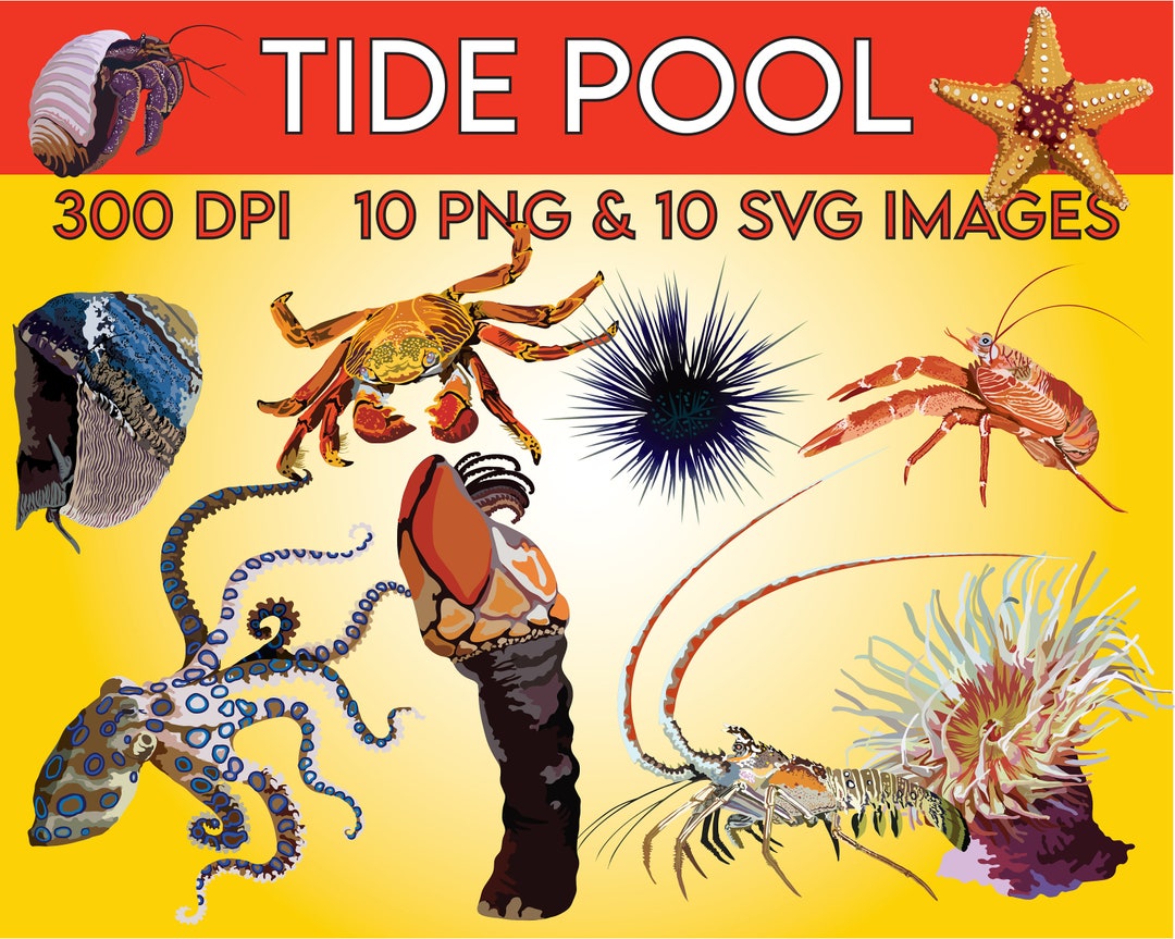 Ocean Animals Clip Art Octopus Clipart SVG Clipart PNG - Etsy