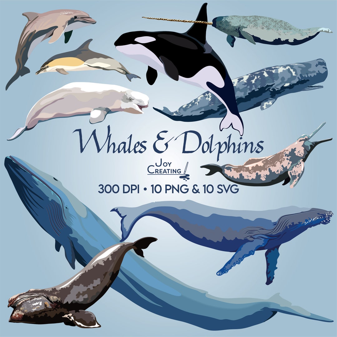 Whale & Dolphin Clip Art: Ocean Animals SVG, PNG (digital Download) - Etsy