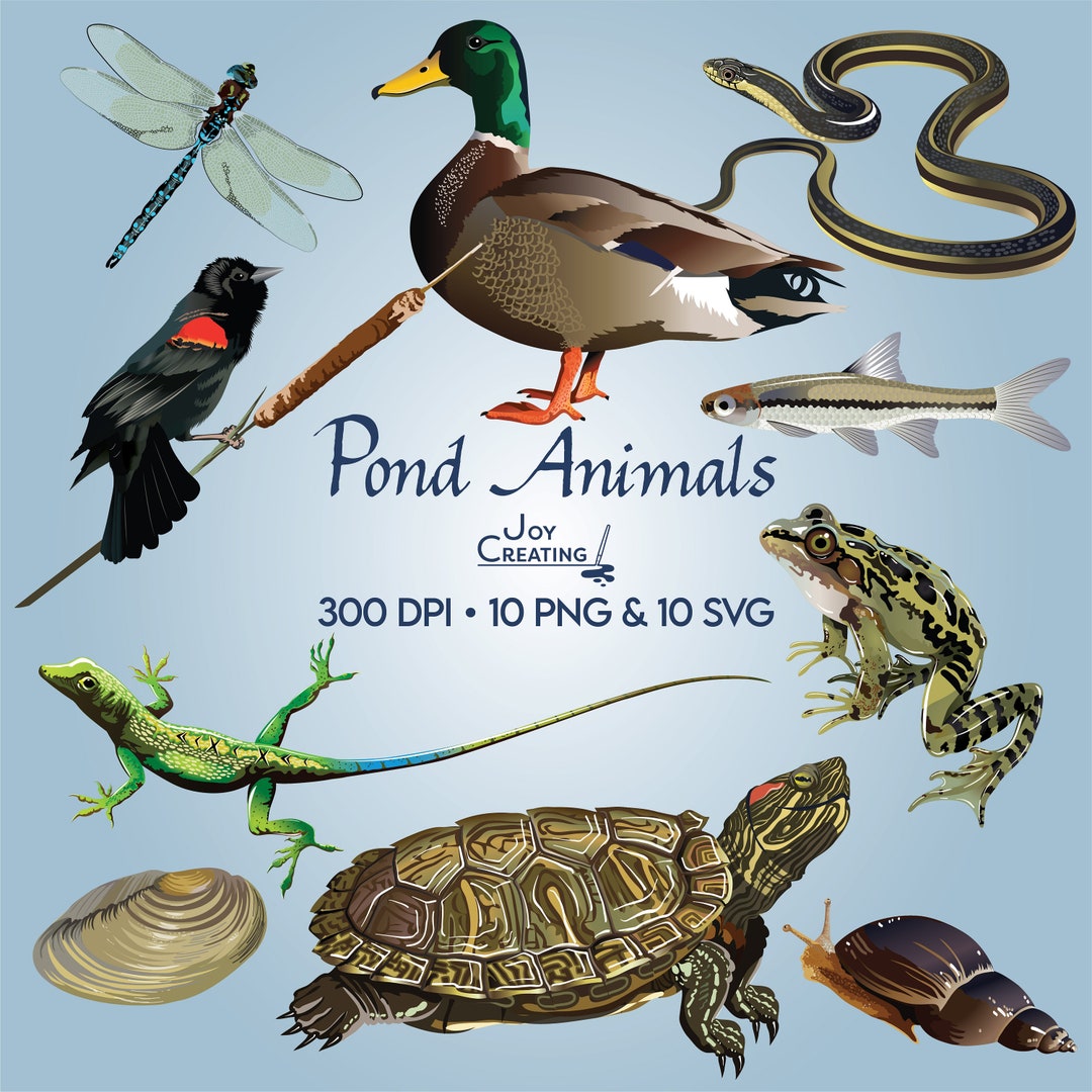 Pond Life Animals Clip Art, SVG Clipart - Etsy