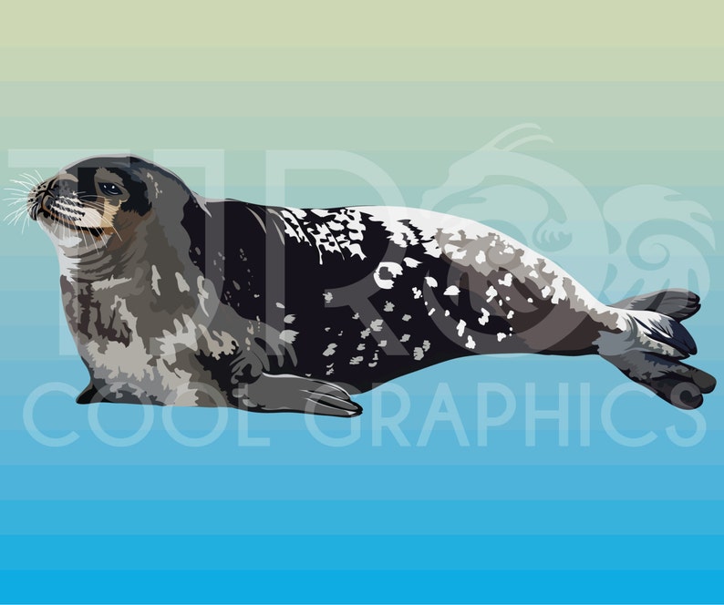 Seals Clip Art Animals Clipart Ocean Clipart SVG Clipart - Etsy Canada
