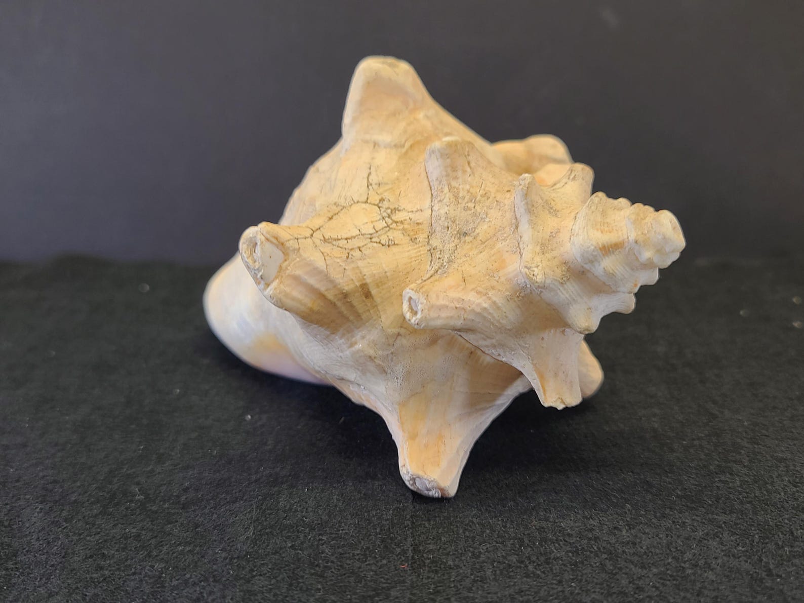 Tropical Natural Sea Queen Conch Shell Horned Pink White Marine Beach ...