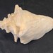 Tropical Natural Sea Queen Conch Shell Horned Pink White Marine Beach ...