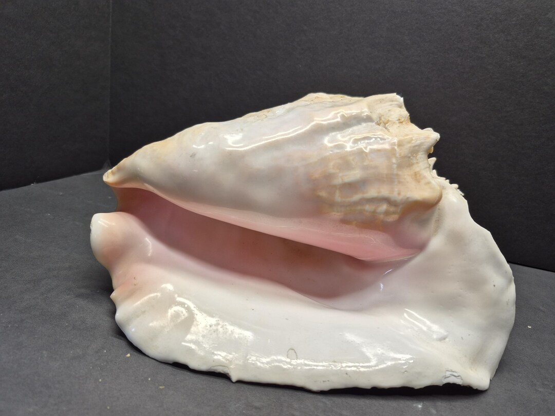 11" Tropical Natural Sea Shell, Queen Conch Horned, Pink White, Beach ...