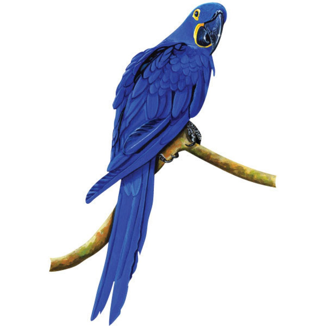 Macaw Parrot Tropical Bird Wall Decal | Etsy