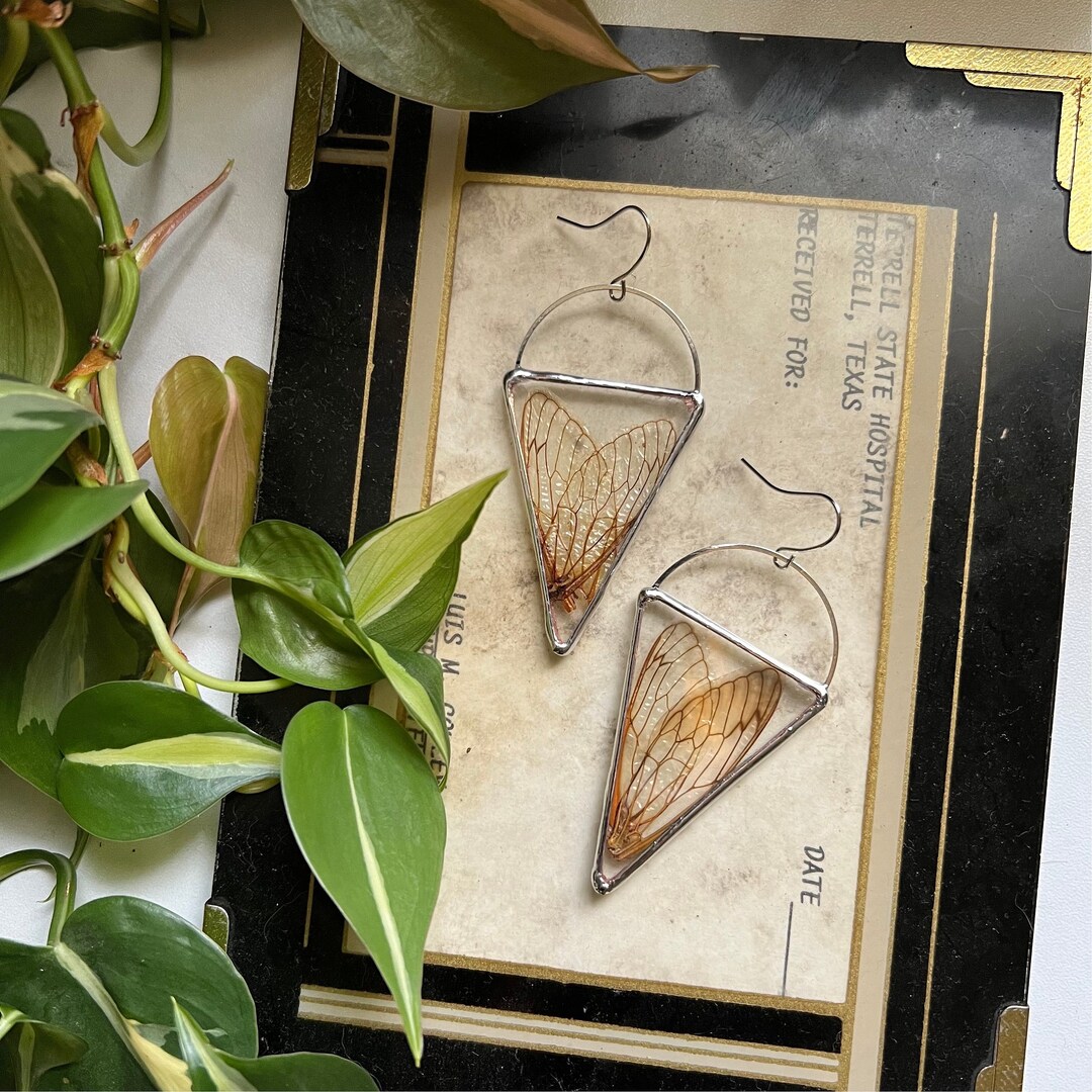 Real Cicada Wing Earrings in Glass - Etsy