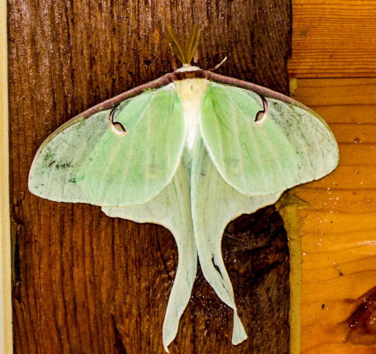 Luna Moth Necklace* Transformation * Rainbow Moonstone* Solid Sterling ...