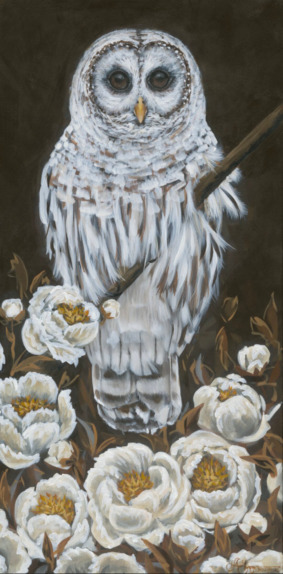 Barred Owl Paper Print - Etsy