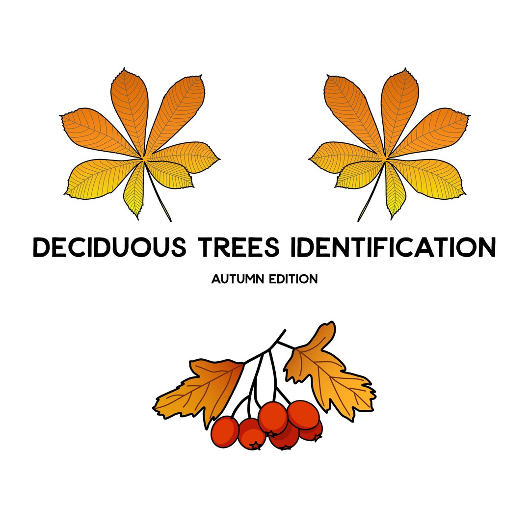 UK Tree Leaf Identification Guide: Autumn Kids Activity (digital ...
