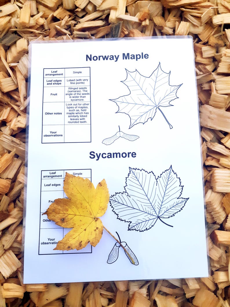 UK Tree Leaf Identification Guide With Colouring Sheets and Treasure ...